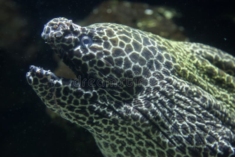 Laced Moray & X28;Gymnothorax Favagineus& X29; Stock Image - Image of ...