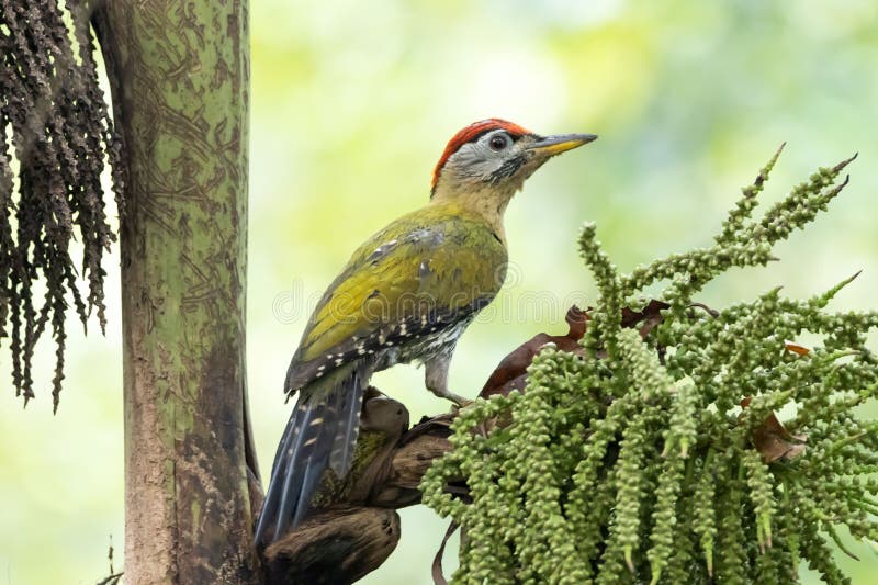 Laced Woodpecker, Picus Vittatus, in a Tree Stock Image - Image of hole ...