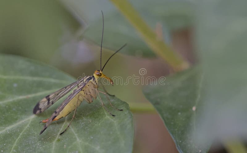 Lacedaemonia Stock Photos - Free & Royalty-Free Stock Photos from ...