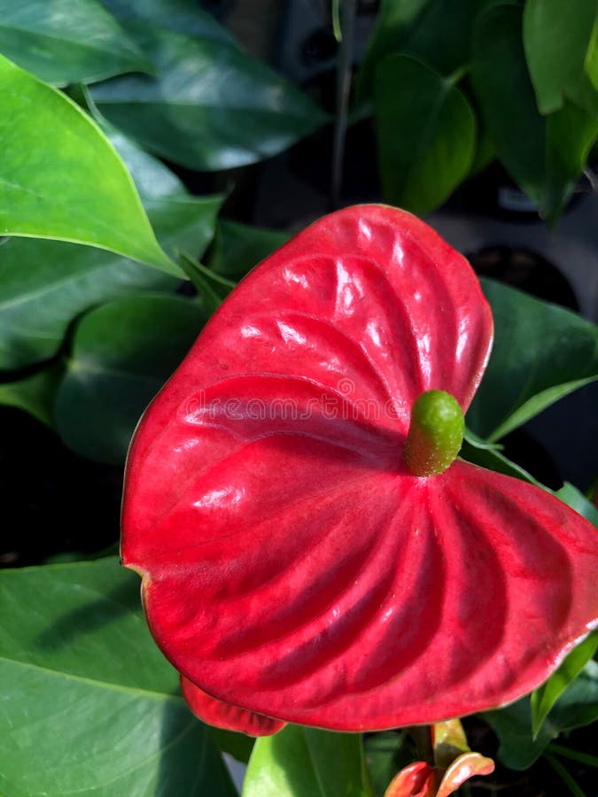 Laceleaf stock image. Image of coolioil, nature, freshness - 221657927