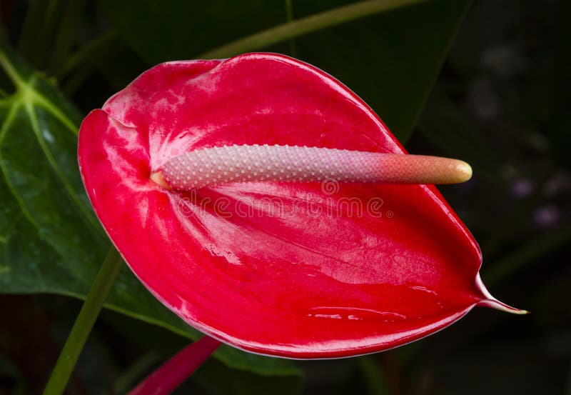 Laceleaf Flower in Tenerife, Spain Stock Photo - Image of laceleaf ...