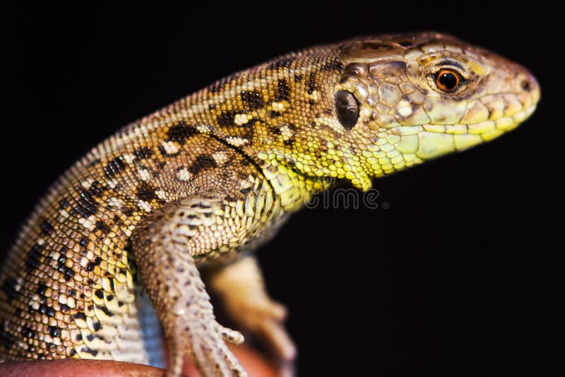 Lacerta agilis stock image. Image of conservation, macro - 5146529