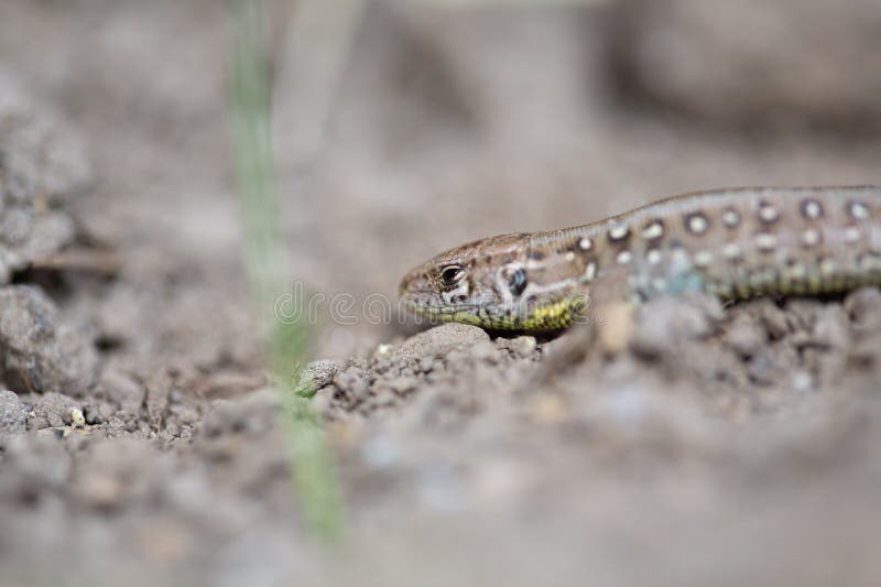 Lacerta Agilis Linnaeus Lizard Macro Shot, Close Up Stock Image - Image ...