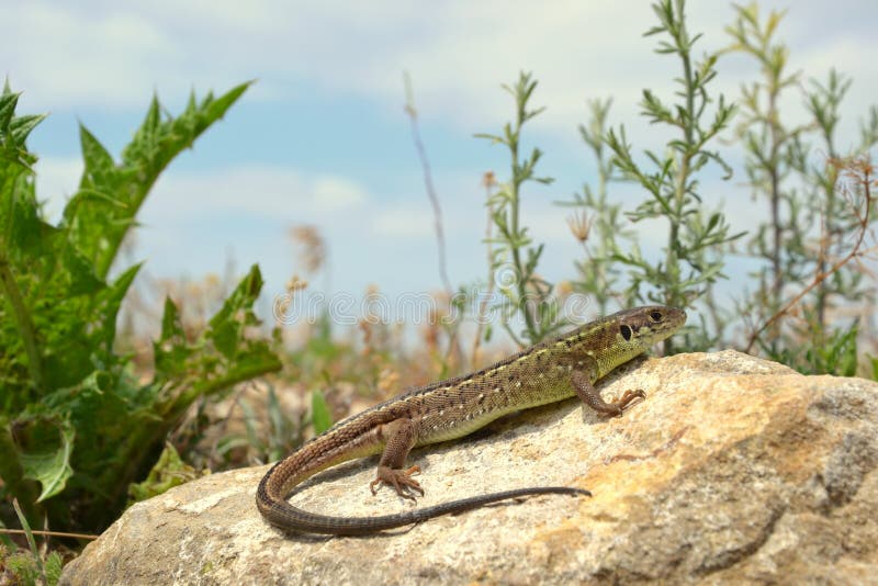 Lacerta viridis stock photo. Image of colored, crawling - 54716366