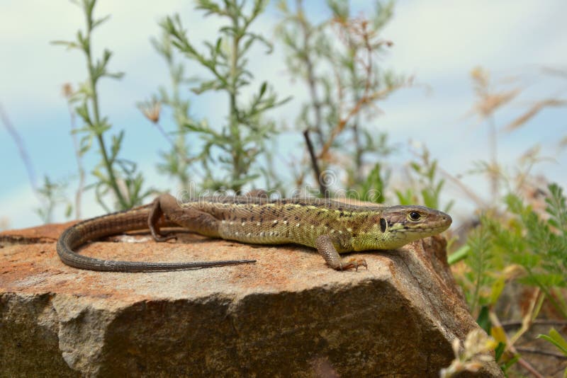 Lacerta viridis stock photo. Image of multi, female, common - 54716760