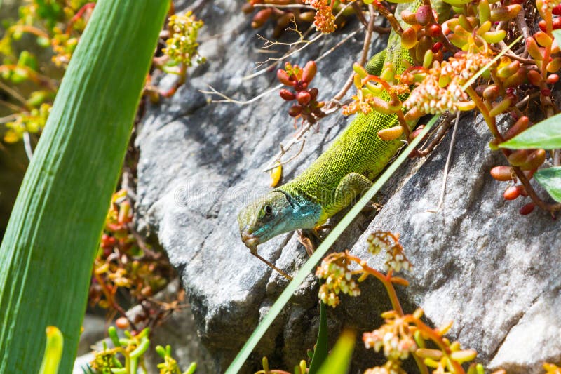 Lacerta Viridis, Green Lizard with Blue Head Stock Photo - Image of ...