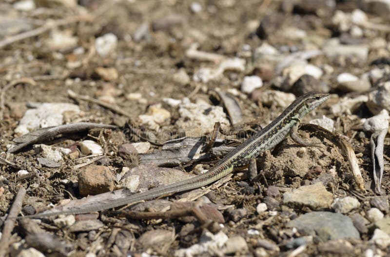 Lacertid Serpiente-observado Foto de archivo - Imagen de lagarto ...