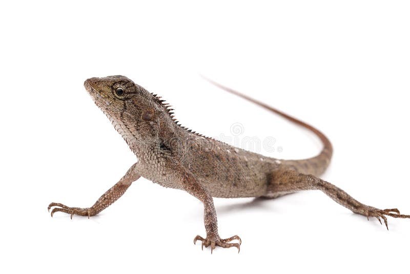 Lacertilia Sauria Em Fundo Branco Foto de Stock - Imagem de escala ...