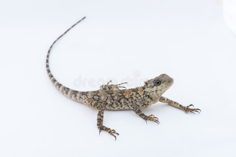 Sauria Stock Images - Download 533 Royalty Free Photos