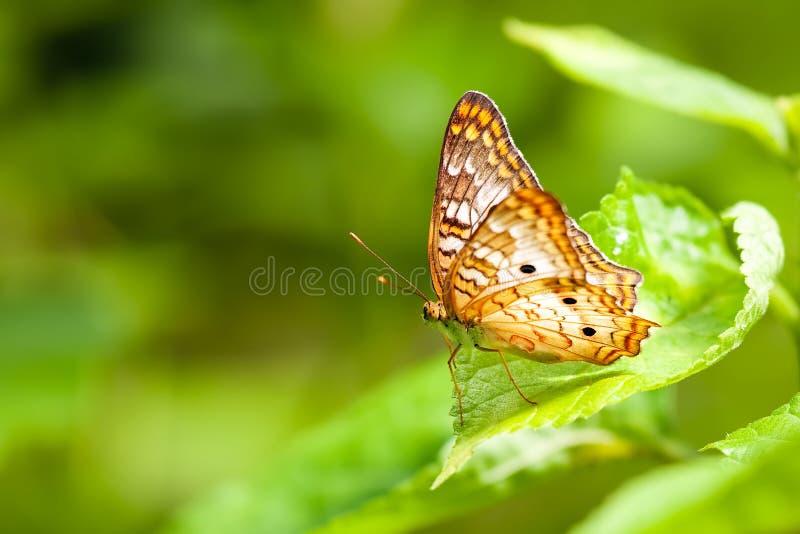 Red Lacewing Butterfly stock image. Image of cethosia, biblis - 558729