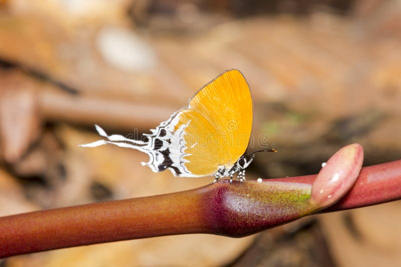 Lacewing Butterfly stock image. Image of tweak, twig - 44843675