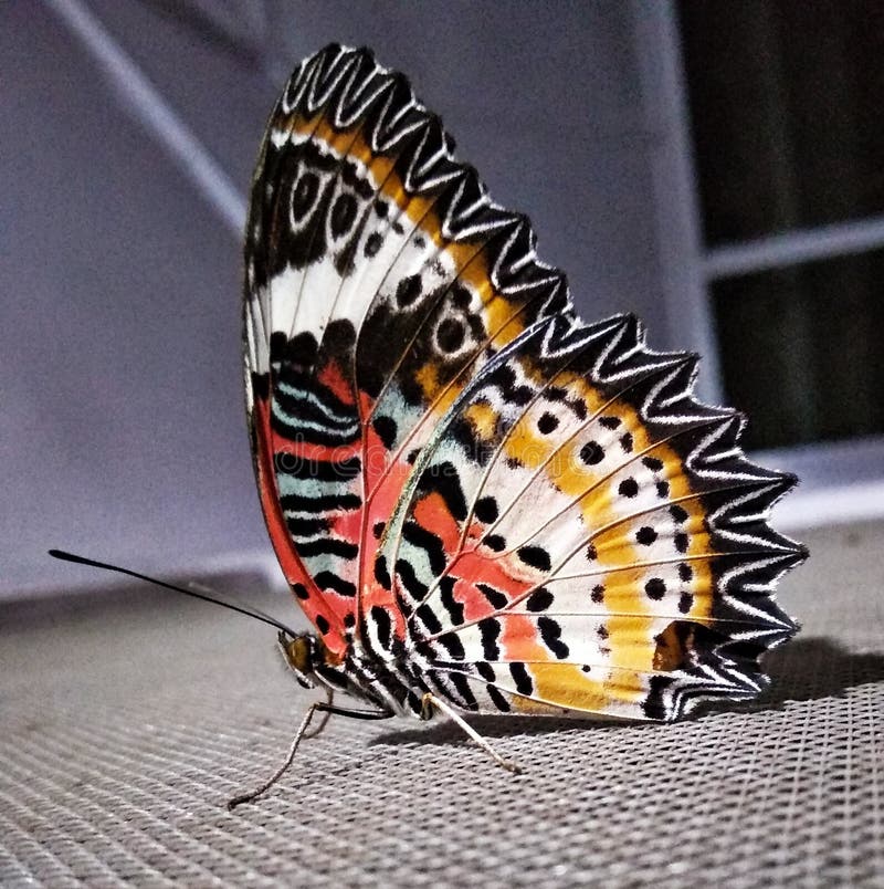 Lacewing Butterfly stock photo. Image of nature, insect - 228558360