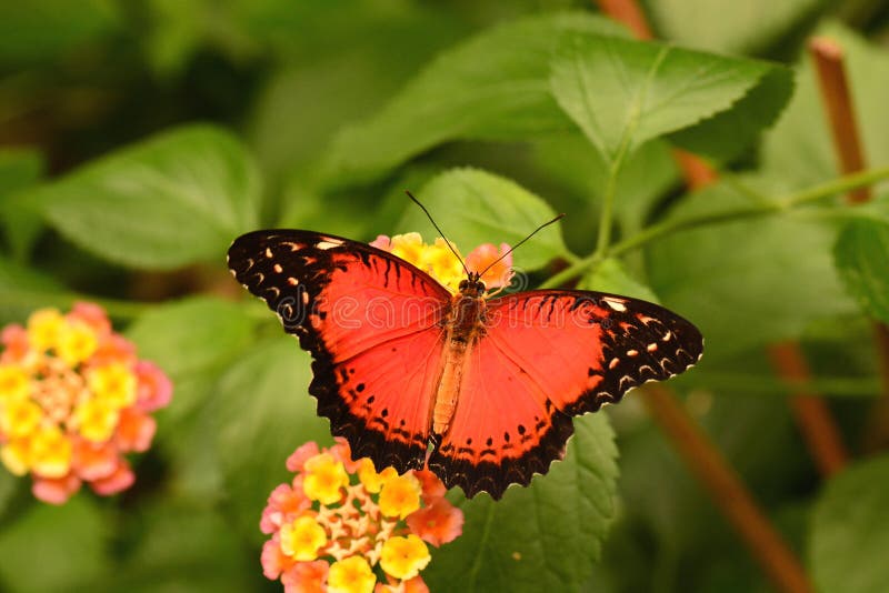 Red Lacewing Butterfly stock image. Image of cethosia, biblis - 558729