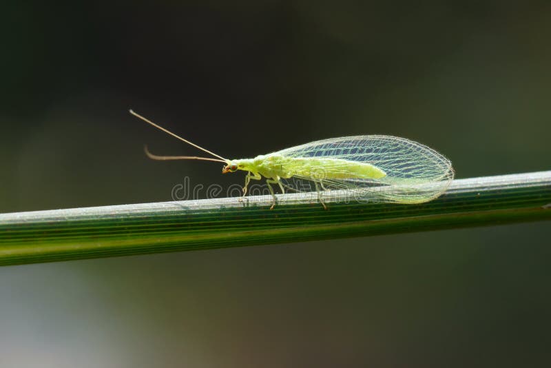 Lacewing fly stock image. Image of animals, closeup, backlighting ...