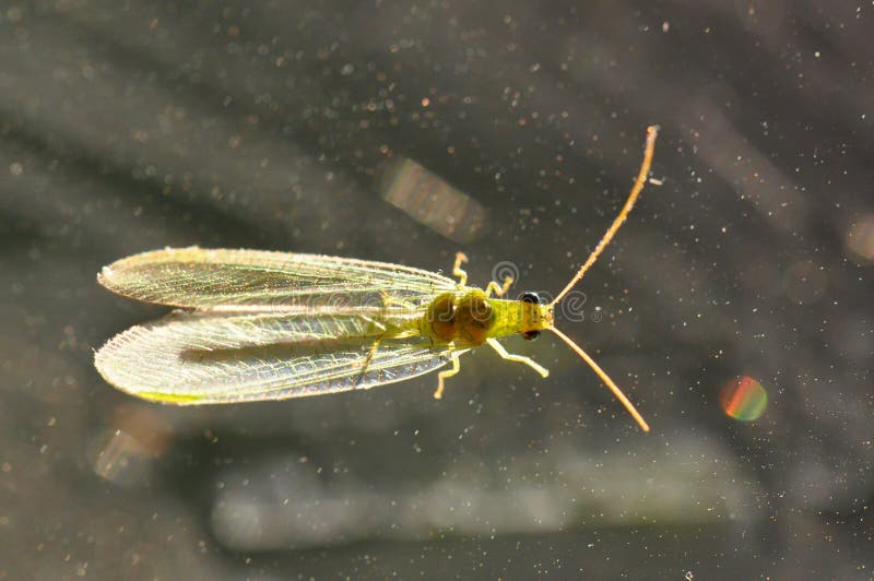 Lacewing insect stock image. Image of antenna, closeup - 98101881