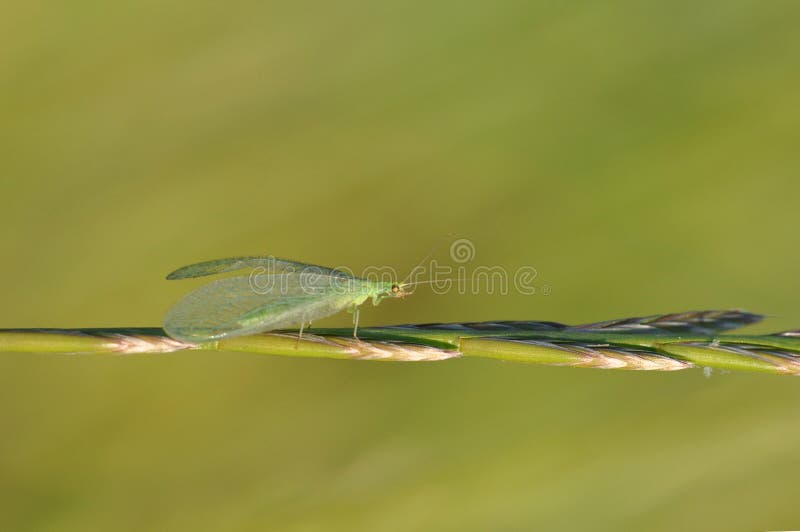 Lacewing insect stock photo. Image of chrysopa, grey - 93405096
