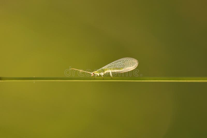 Lacewing insect stock image. Image of green, antenna - 94478941