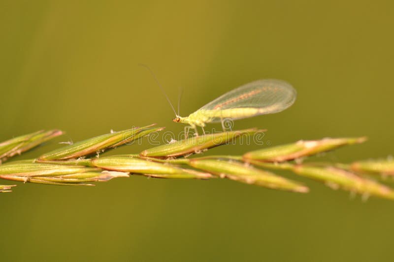 Lacewing insect stock photo. Image of green, genera, chrysopidae - 94478980