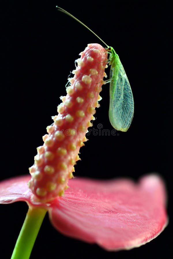Lacewing stock image. Image of green, petal, black, pistil - 38746025
