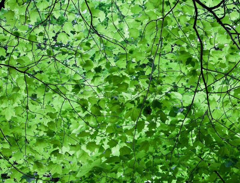 Green Maple Canopy stock image. Image of green, greenery - 119999235