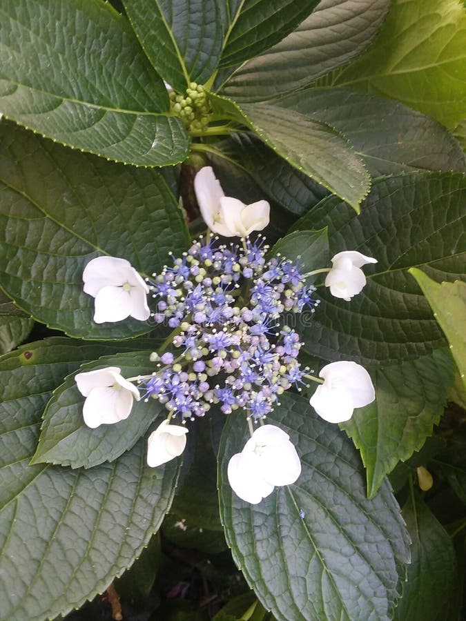 Lacey Hydrangea Stock Photos - Free & Royalty-Free Stock Photos from ...