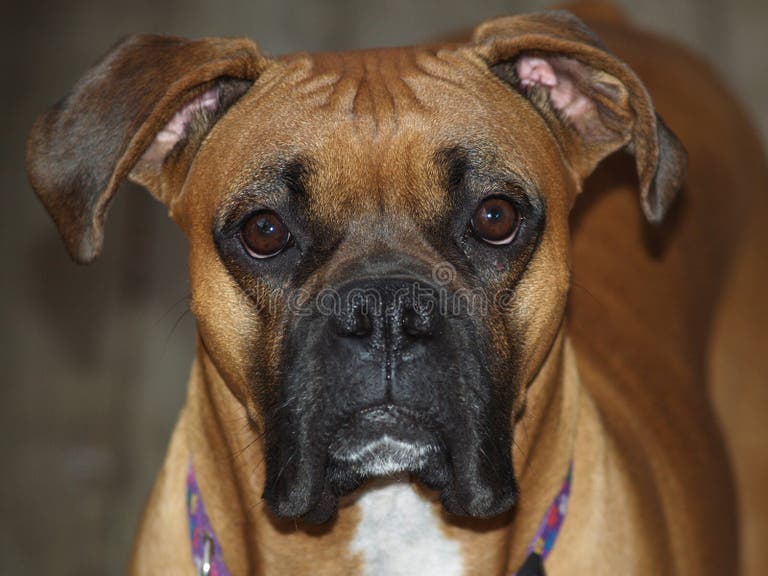 Lacey Lighthouse Dog Stock Photos - Free & Royalty-Free Stock Photos ...