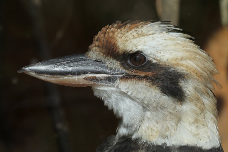 Lachendes Kookaburra (Dacelo Novaeguineae) Stockfoto - Bild von leben ...