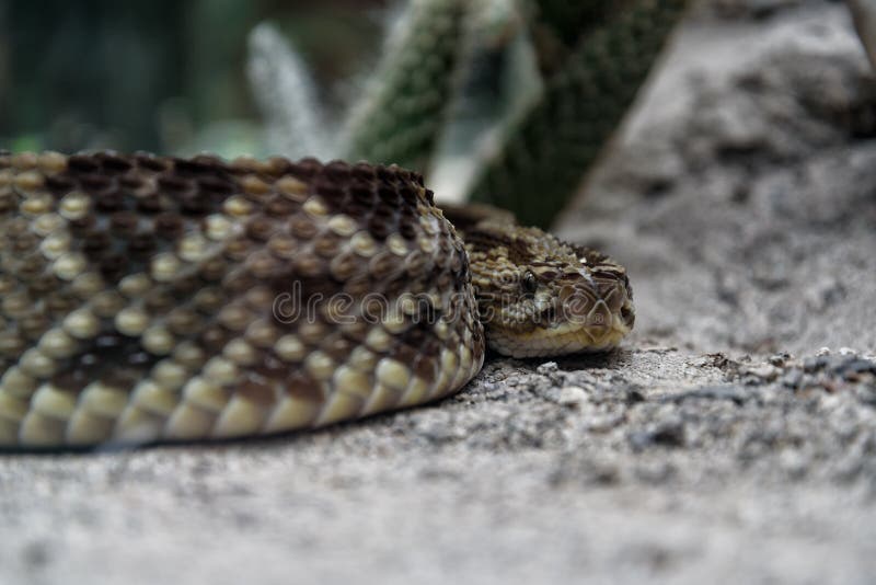 Lachesis pit viper stock image. Image of park, integral - 95171603