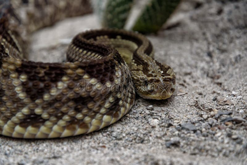 Lachesis pit viper stock photo. Image of conservation - 95171716