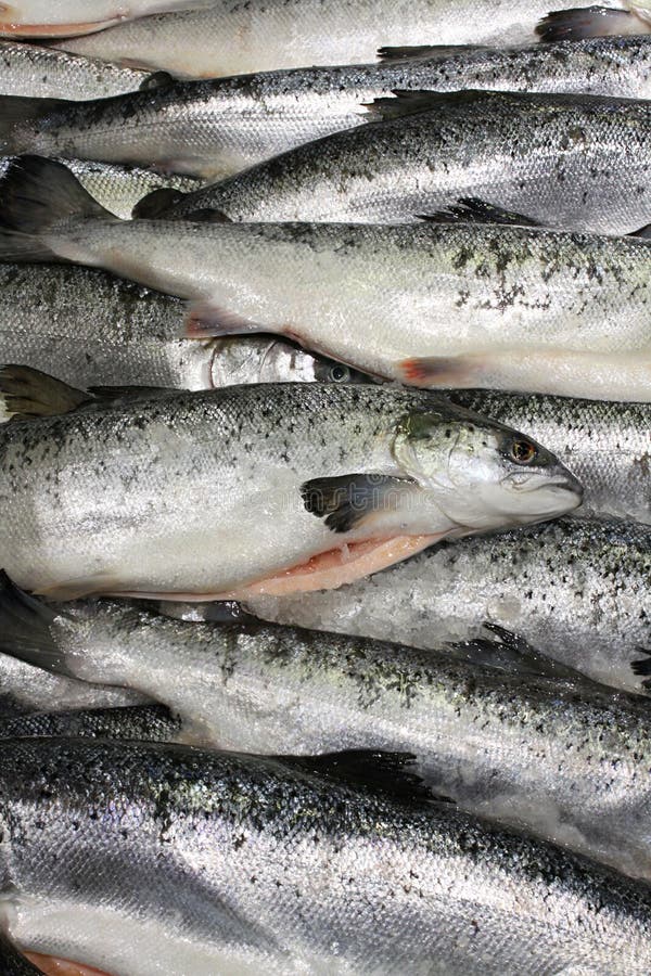 Lachse Im Seichten Wasser, Alaska Stockbild - Bild von zurückbringen ...
