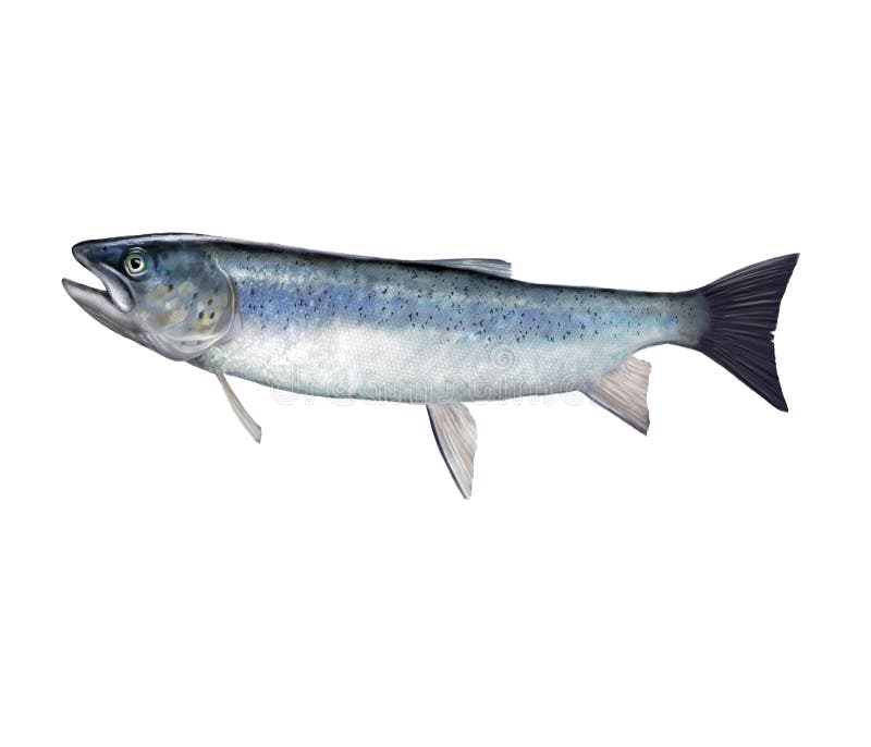 Atlantische Lachse stock abbildung. Illustration von zeichnung - 74848950