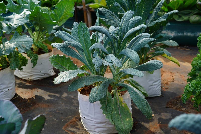 Lacinato Kale Grown in the Field Stock Photo - Image of cavolo ...