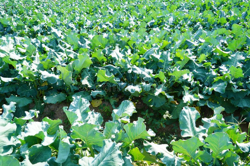Lacinato Kale Grown in the Field Stock Image - Image of vegetarian ...