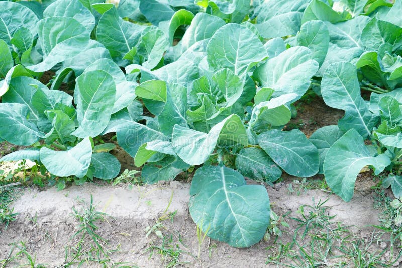 Lacinato Kale Grown in the Field Stock Image - Image of salad, kale ...