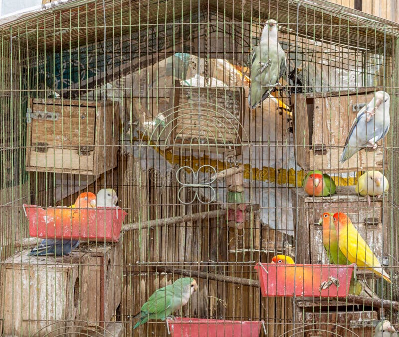 Lack of independence stock photo. Image of colorful, animal - 76696840