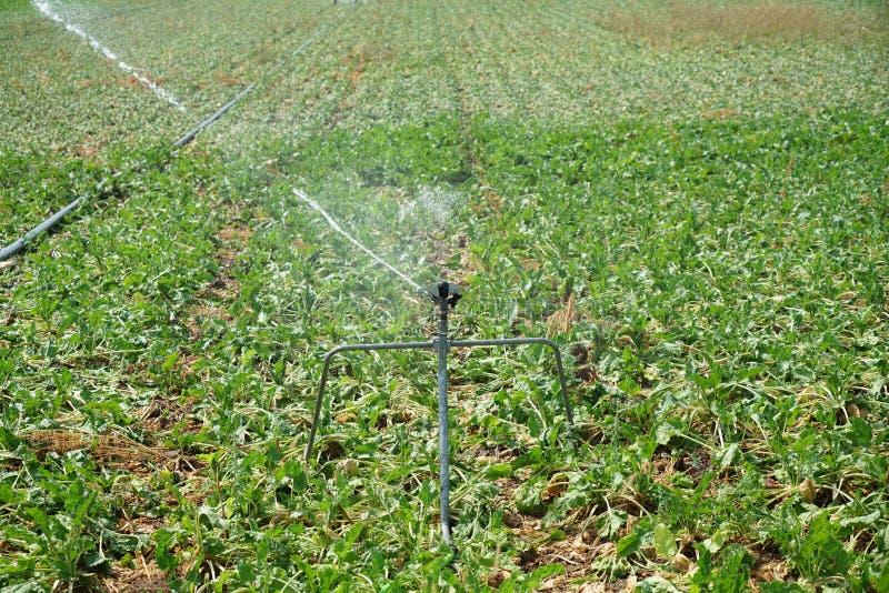 Lack of Rainfall and Climate Change Lead To Dryness and Drought at High ...