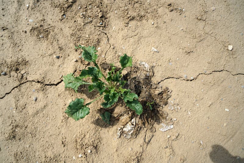 Lack of Rainfall and Climate Change Lead To Dryness and Drought at High ...