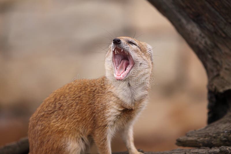 Lack of Sleep - Yellow Mongoose Stock Image - Image of mongoose, mammal ...