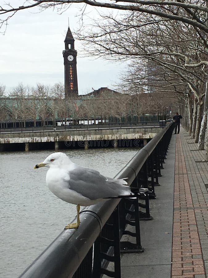Lackawanna Seagull stock image. Image of seagull, station - 120521417