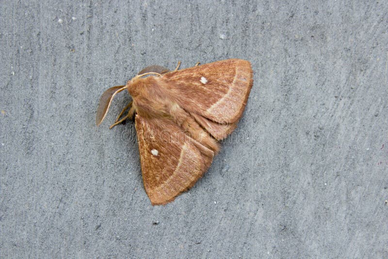 Lackey Moth Caterpillar Macro. Malacosoma Neustria On Grass Seedhead ...