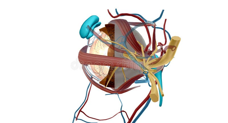 The Lacrimal Apparatus is the Physiological System Containing the ...
