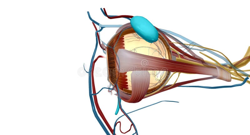 The Lacrimal Apparatus is the Physiological System Containing the ...