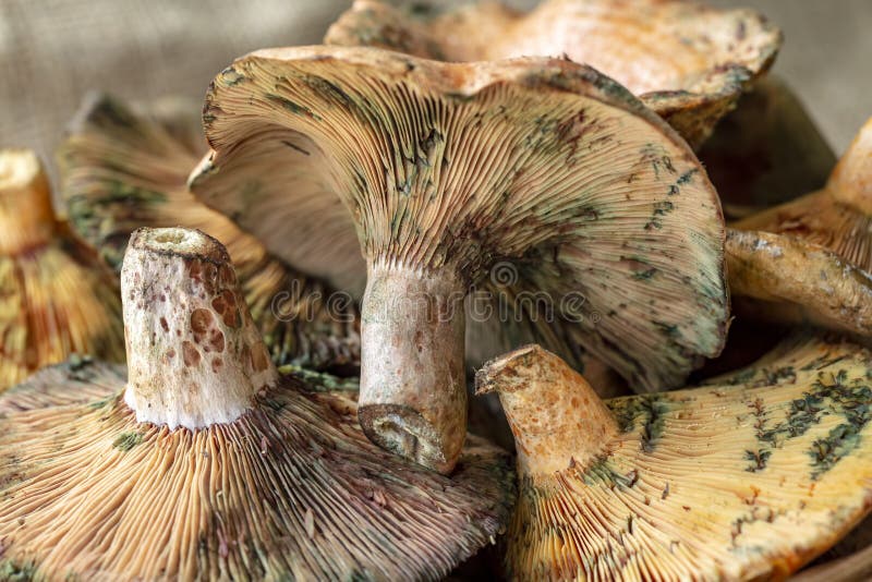 990 Funghi Del Lactarius Deliciosus Foto stock - Foto stock gratuite e ...