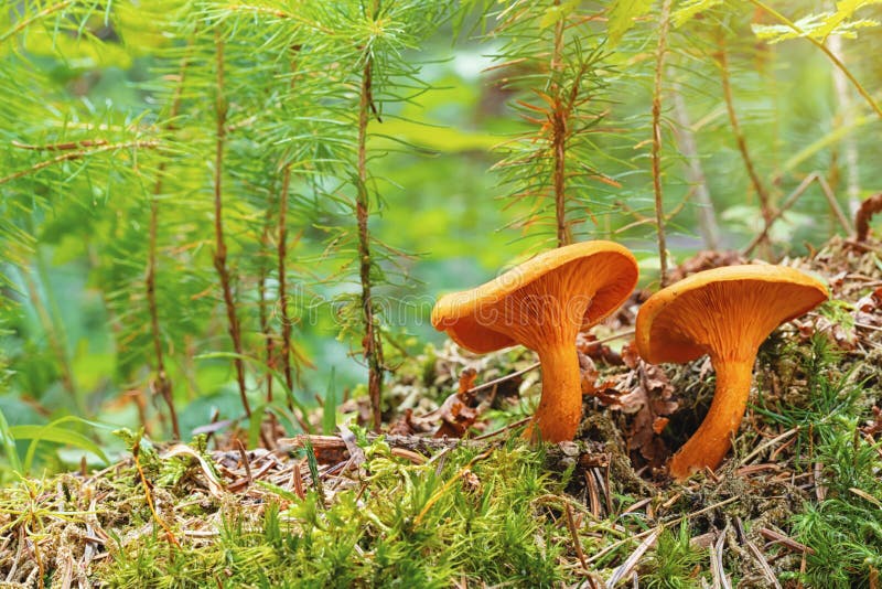 Lactarius Deliciosus Mushrooms Growing in the Forest Stock Image ...