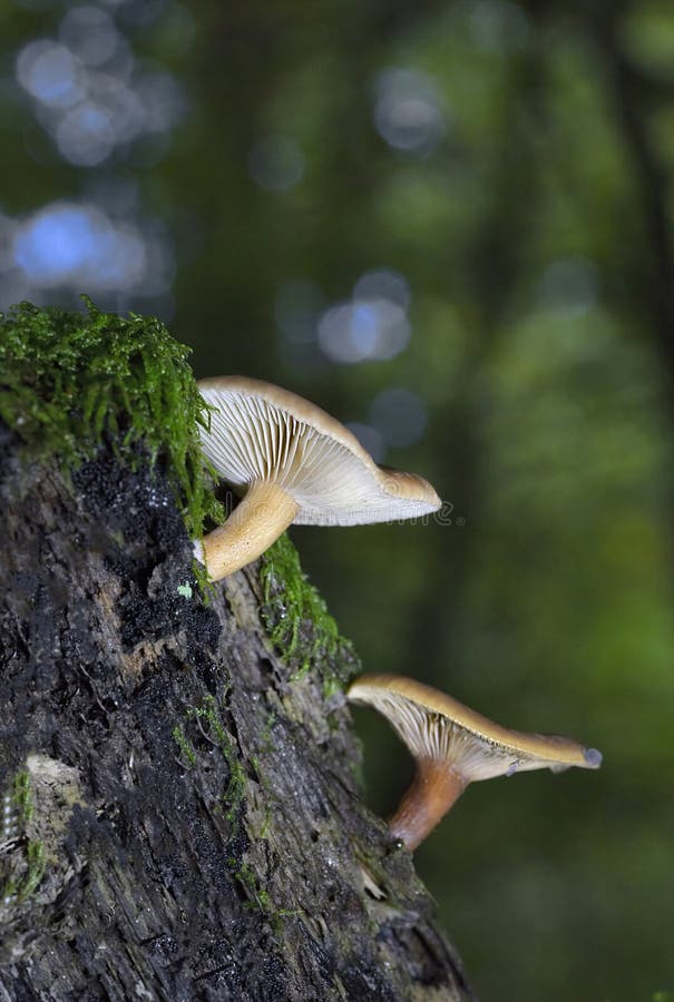 Lactarius Subdulcis, Commonly Known As the Mild Milkcap or Beech Milk ...