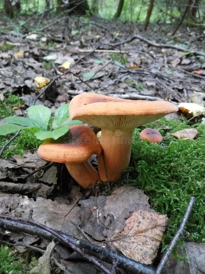 Lactarius volemus stock image. Image of macro, edible - 42322161