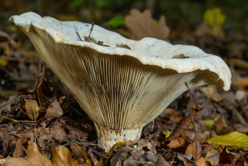 Lactifluus Vellereus Formerly Lactarius Vellereus Fungus in the Forest ...