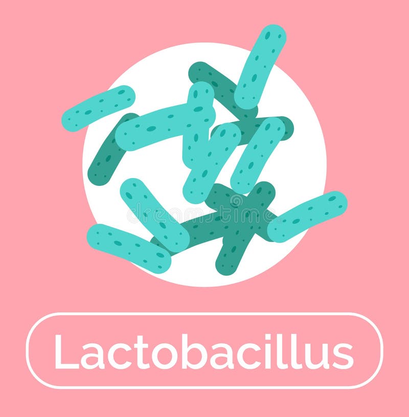 Lactobacillus Probiotics for Healthy Digestion Stock Vector ...