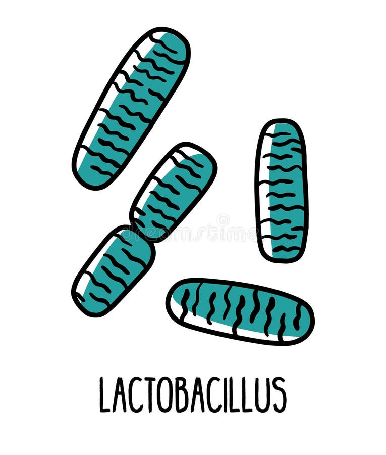 Lactobacillus Bacterium in the Intestinal Microflora, Vector ...