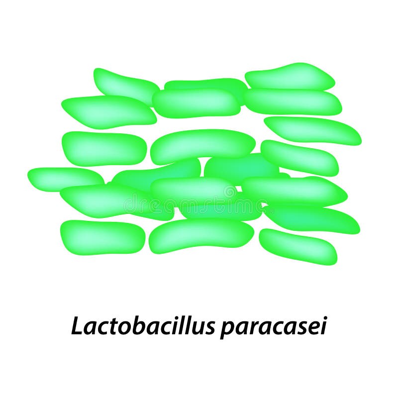 Lactobacillus Paracasei Stock Illustrations – 4 Lactobacillus Paracasei ...